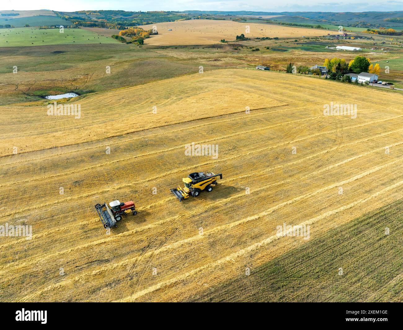 Aerial view of a combine and thresher in a golden grain field at ...