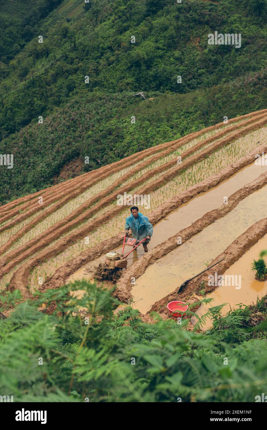 Worker using equipment on the rice terraces in Vietnam; Ban Cong, Tram ...