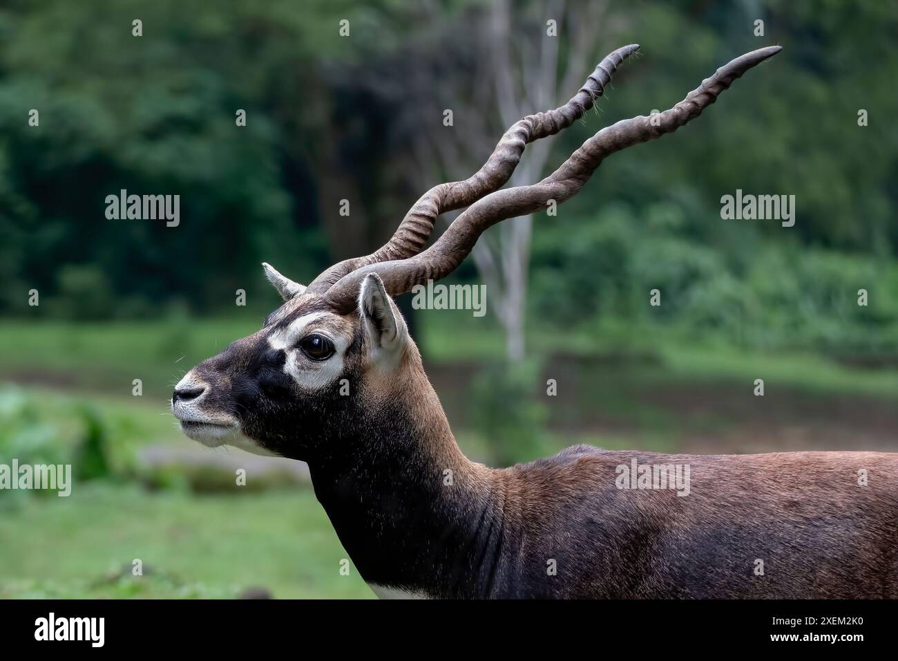 Deer with unique horn in a forest Stock Photo - Alamy