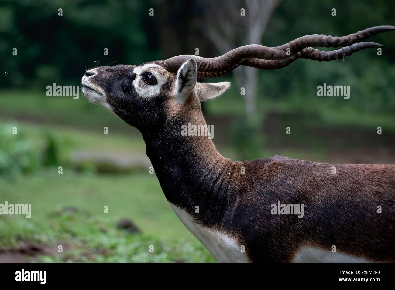 Unique deer hi-res stock photography and images - Alamy