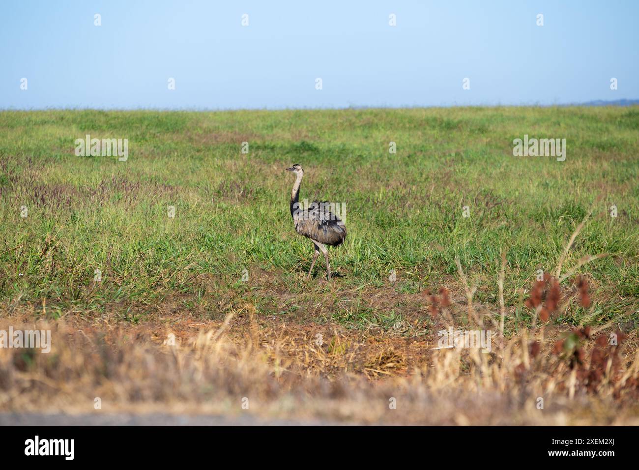 Goiania, Goias, Brazil – June 16, 2024: An emu alone in a farm pasture ...