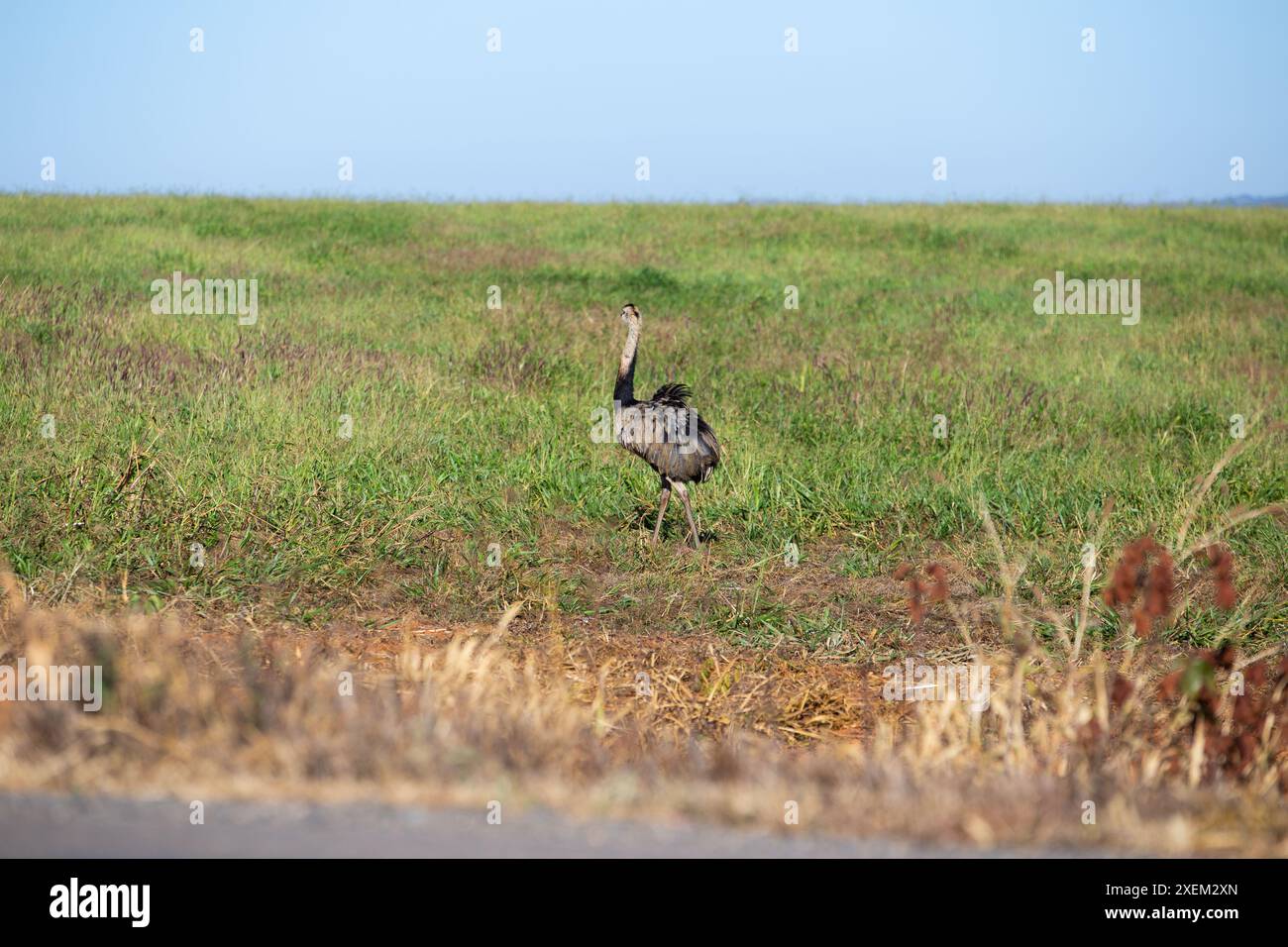 Goiania, Goias, Brazil – June 16, 2024: An emu alone in a farm pasture ...