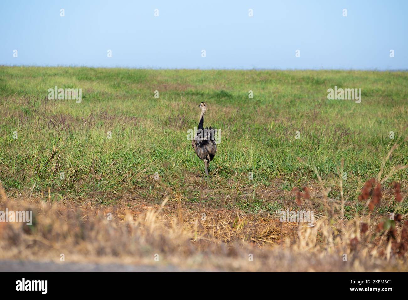 Goiania, Goias, Brazil – June 16, 2024: An emu alone in a farm pasture ...