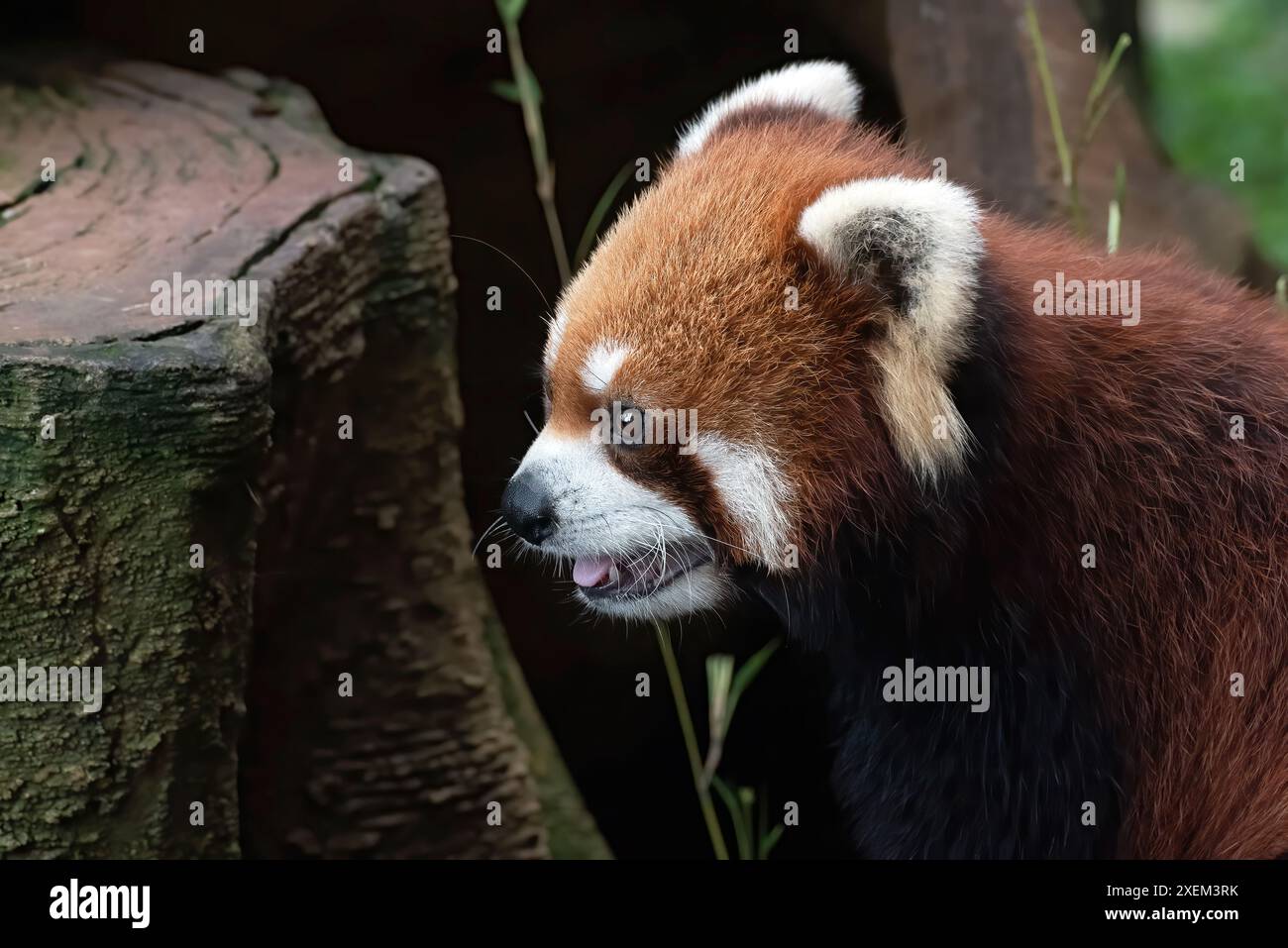 Beautiful images of a red panda Stock Photo - Alamy