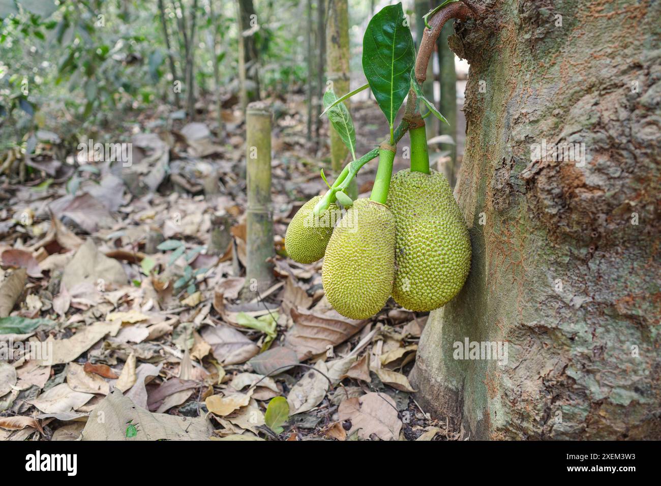 Cu Chi, Vietnam - 3 Feb, 2024: Jackfruit growing wild in a forest near ...
