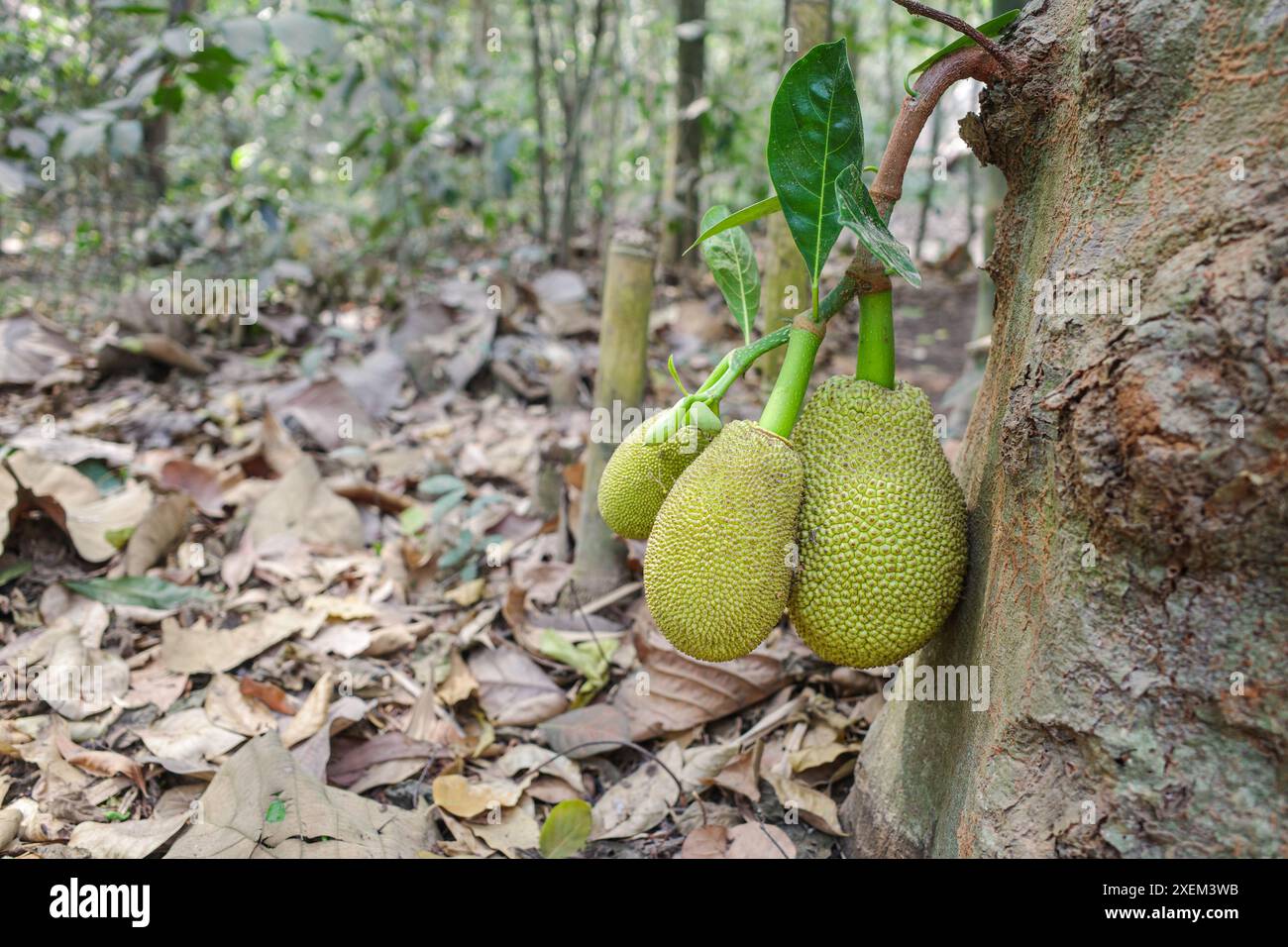Cu Chi, Vietnam - 3 Feb, 2024: Jackfruit growing wild in a forest near ...