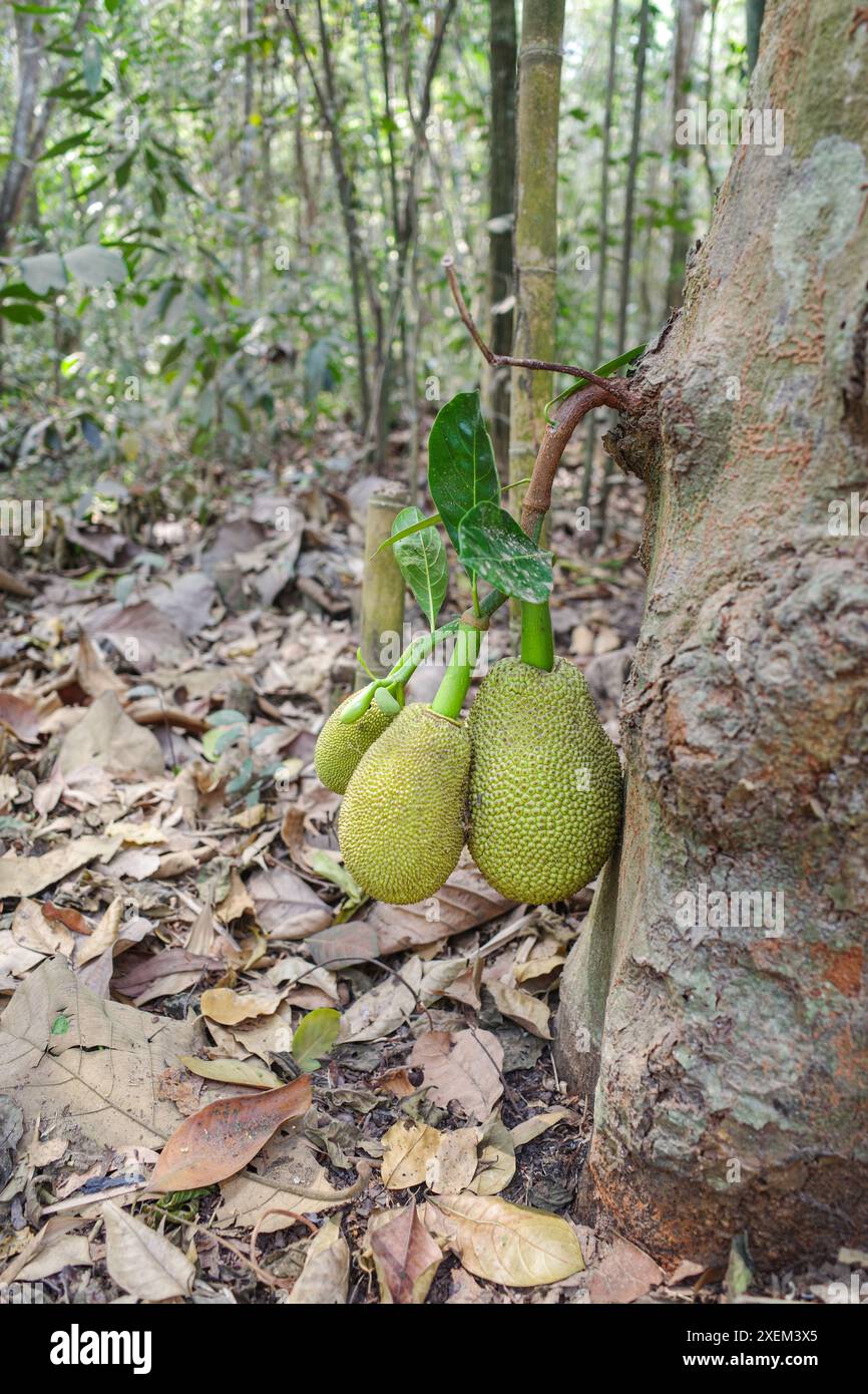 Cu Chi, Vietnam - 3 Feb, 2024: Jackfruit growing wild in a forest near ...