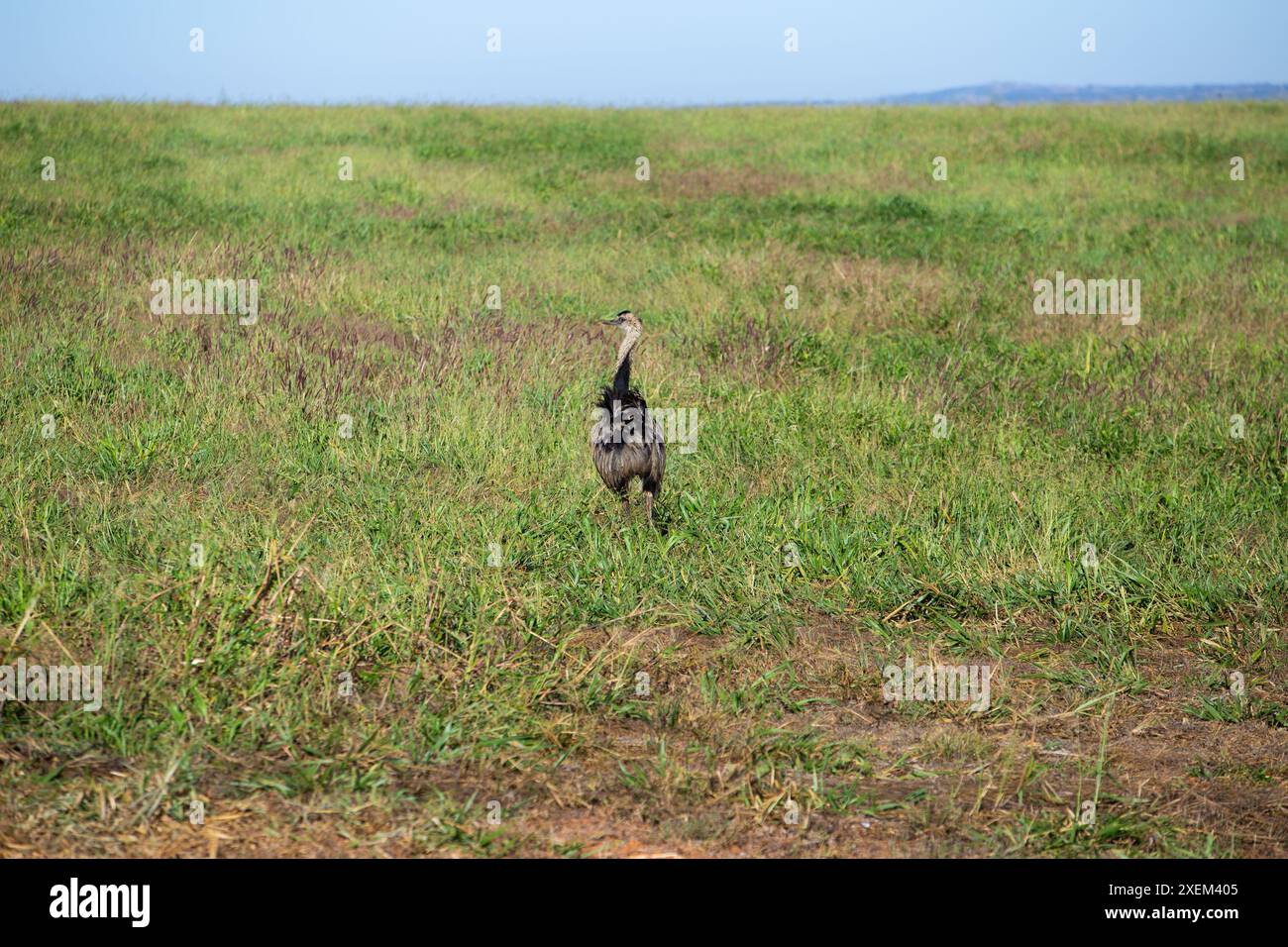 Goiania, Goias, Brazil – June 16, 2024: An emu alone in a farm pasture ...
