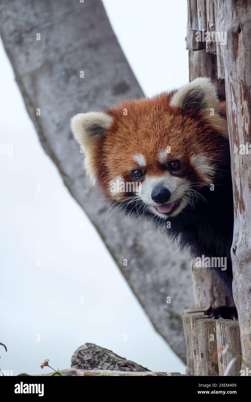 Beautiful images of a red panda Stock Photo - Alamy
