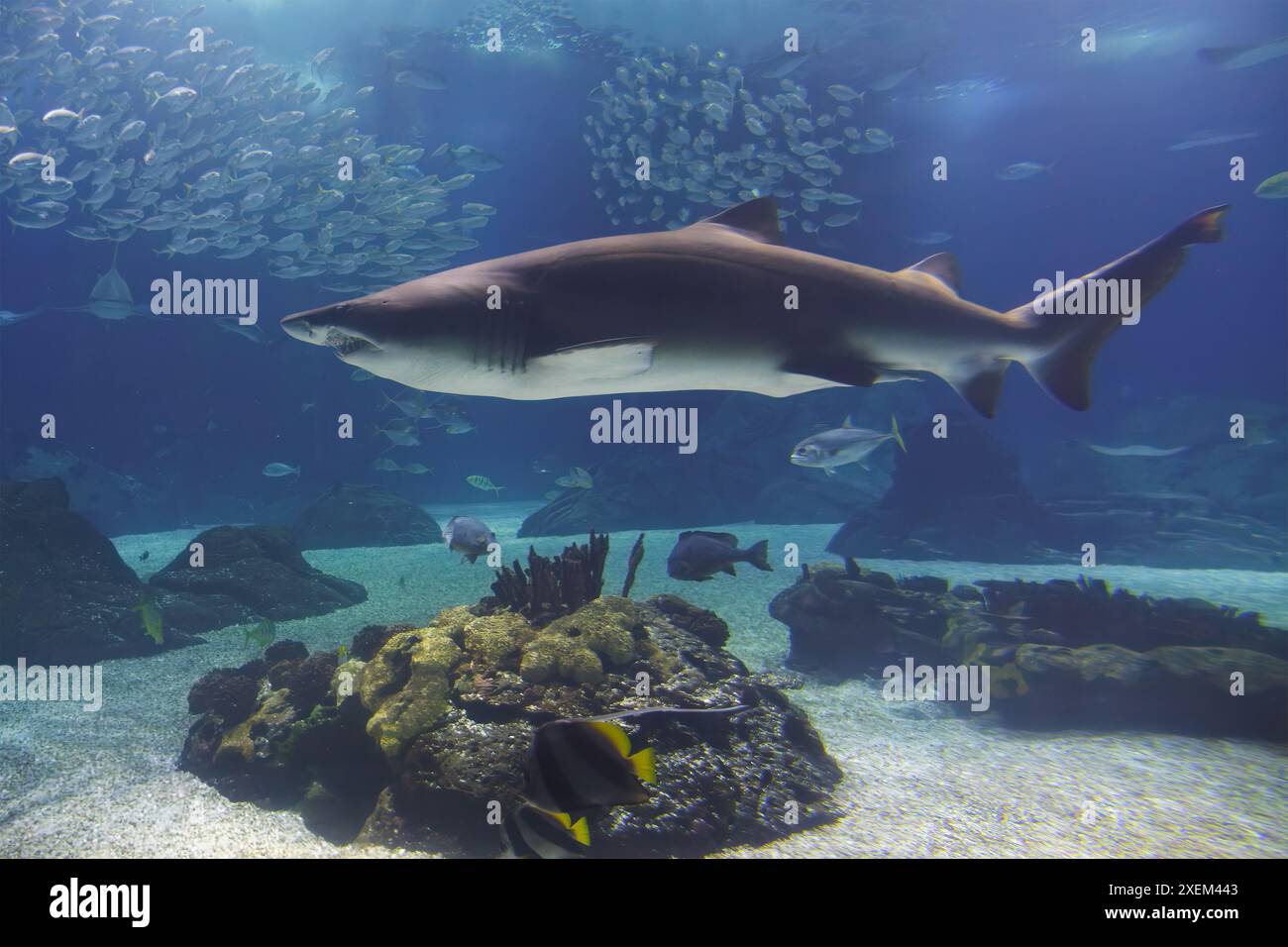 Sand tiger shark underwater Stock Photo - Alamy
