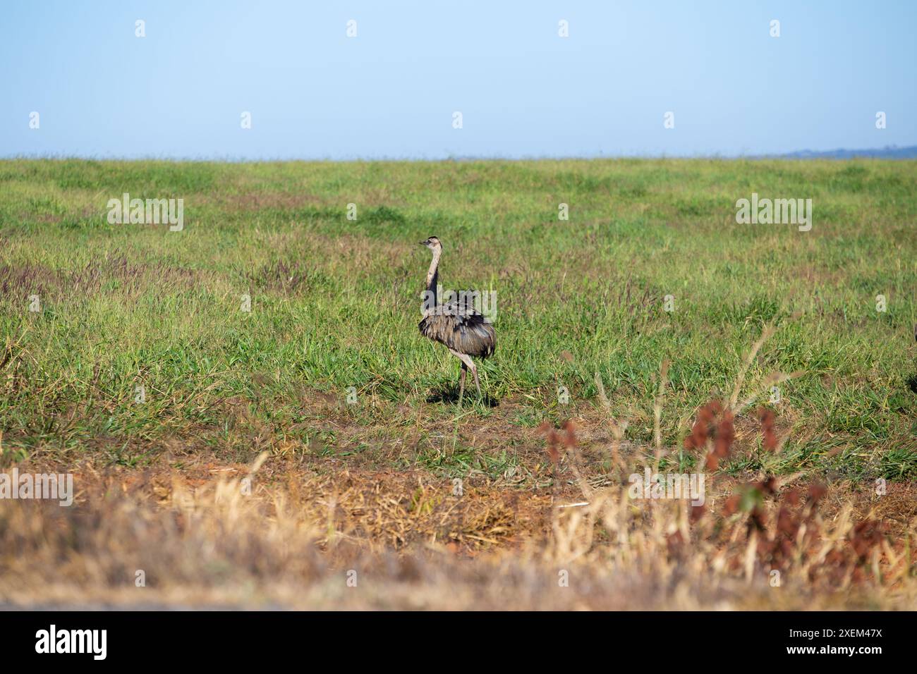 Goiania, Goias, Brazil – June 16, 2024: An emu alone in a farm pasture ...