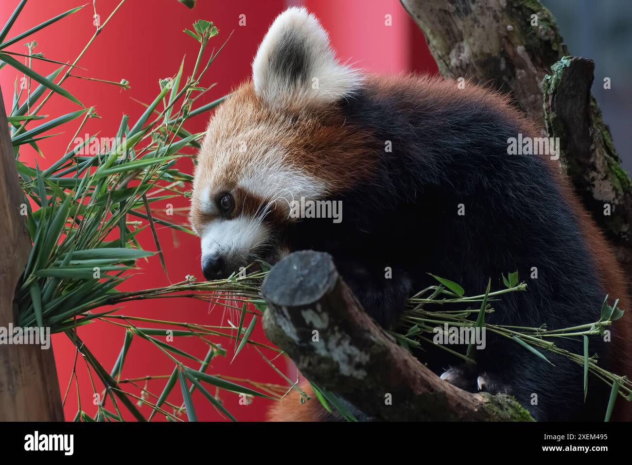 Beautiful images of a red panda Stock Photo - Alamy