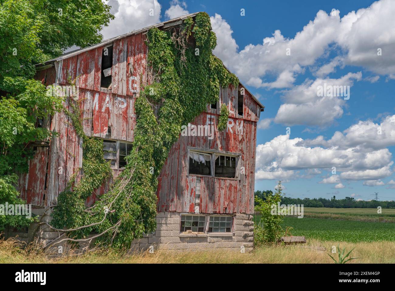 Abandoned barn covered with leafy branches on one side; Strathroy ...