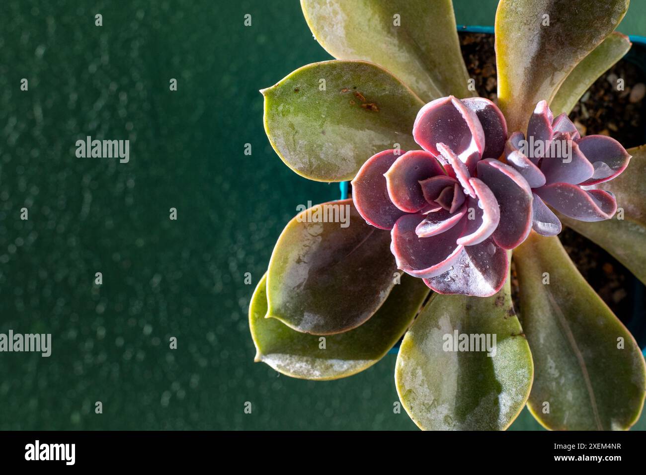Flower Echeveria Pearl of Nurnberg. Succulent purple plant leaves ...