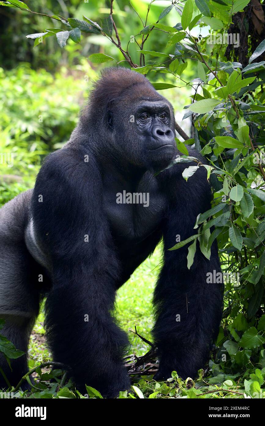 Lowland silverback gorilla in the forest Stock Photo - Alamy