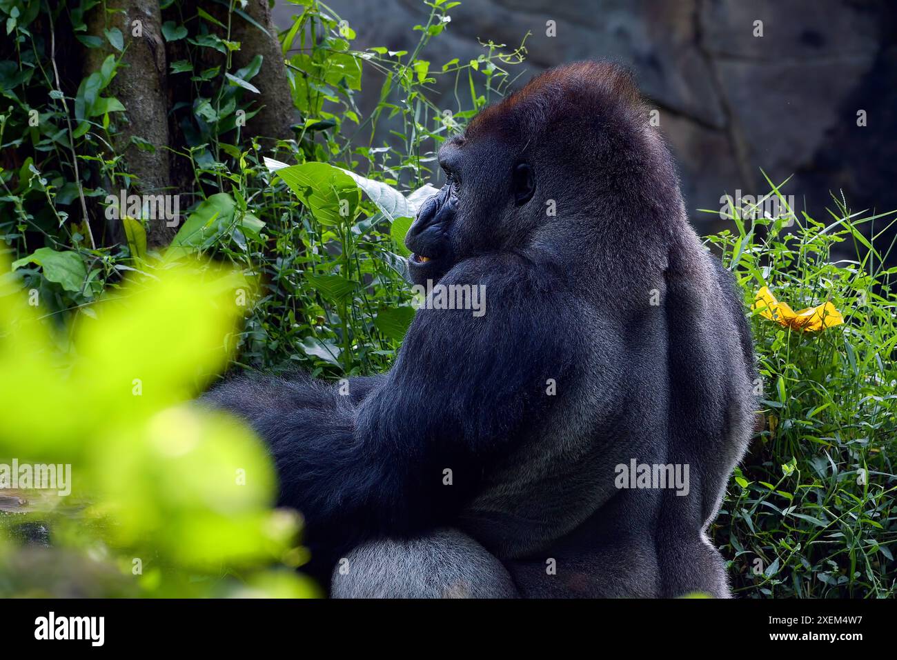 Rwanda gorilla trek hi-res stock photography and images - Alamy
