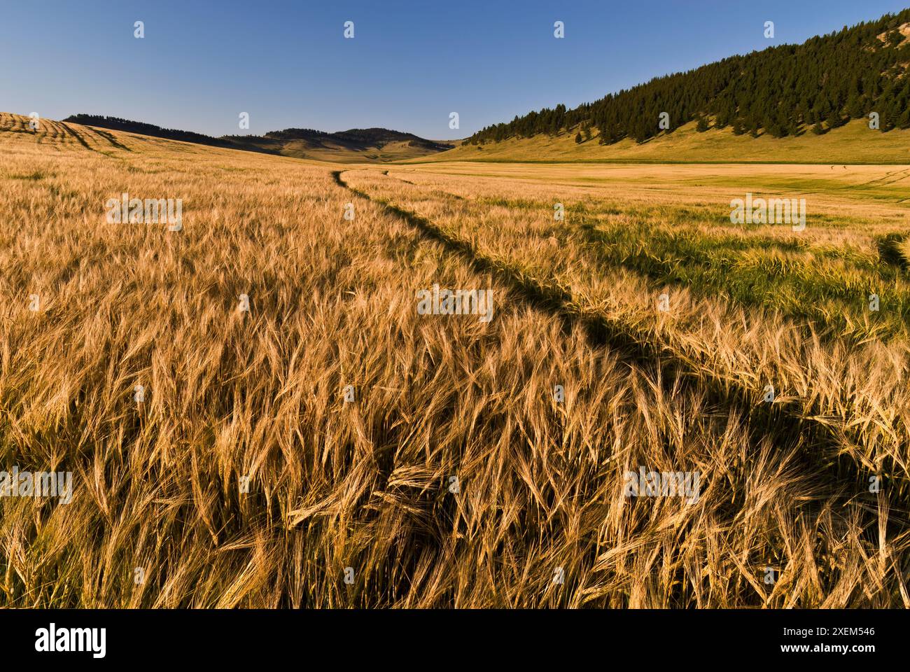 Barley crop in a field at the southern end of Snake Trail, west side of ...