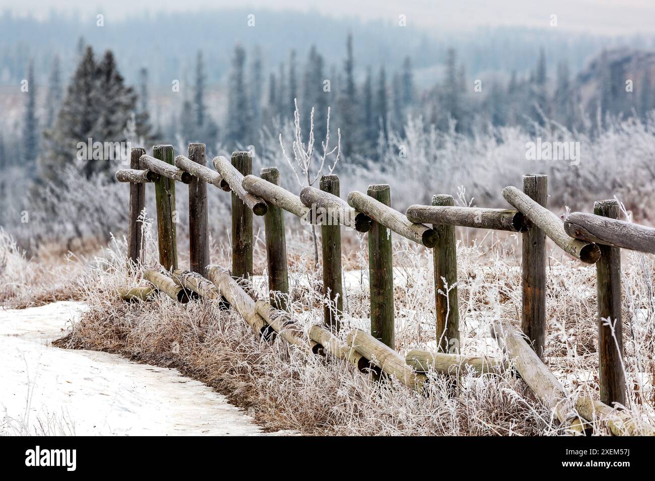 Frosted wooden log fence with frosted grasses and trees in the ...