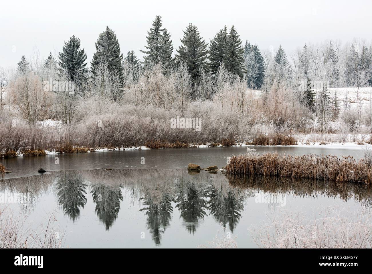 Semi deciduous trees hi-res stock photography and images - Alamy