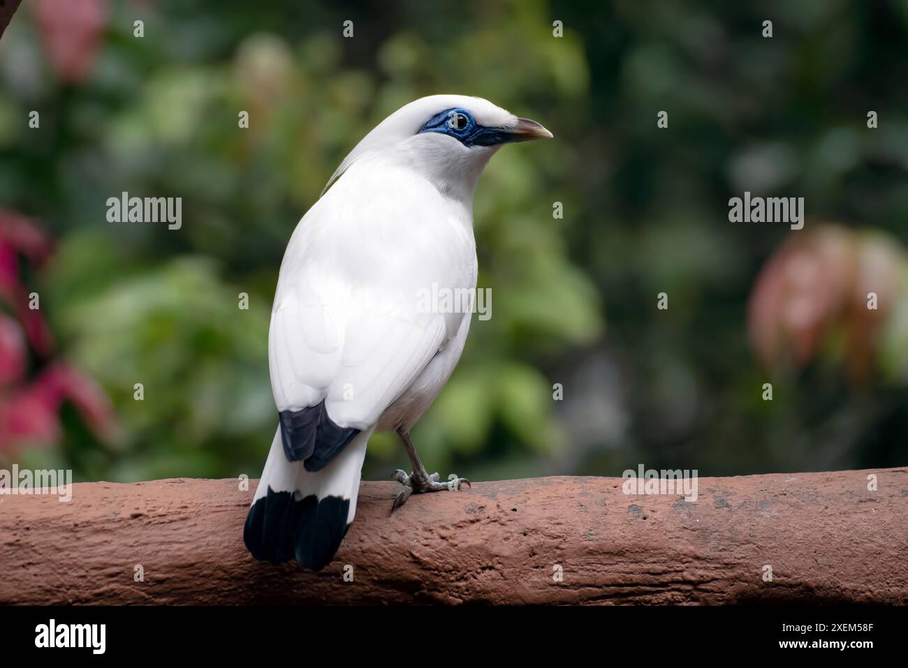 The Bali myna on a tree stump Stock Photo - Alamy