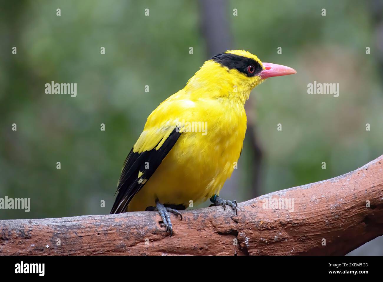 Black-naped oriole on a tree branch Stock Photo - Alamy