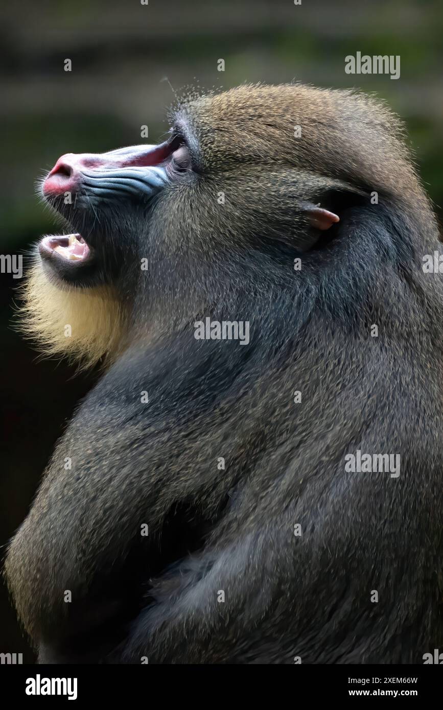 Close-up portrait of a male Mandrillus monkey Stock Photo - Alamy