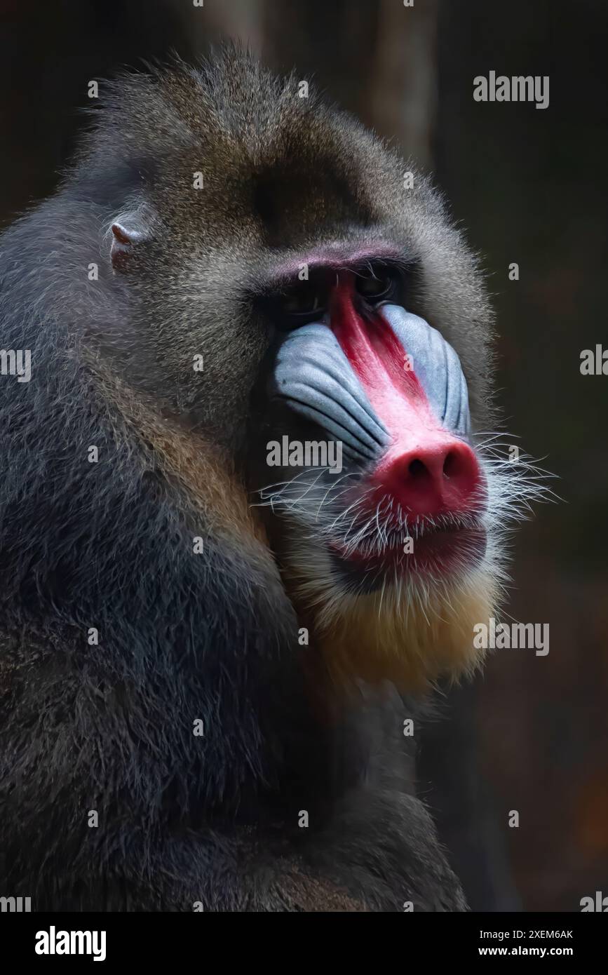 Male african animal wildlife monkey primate hi-res stock photography ...