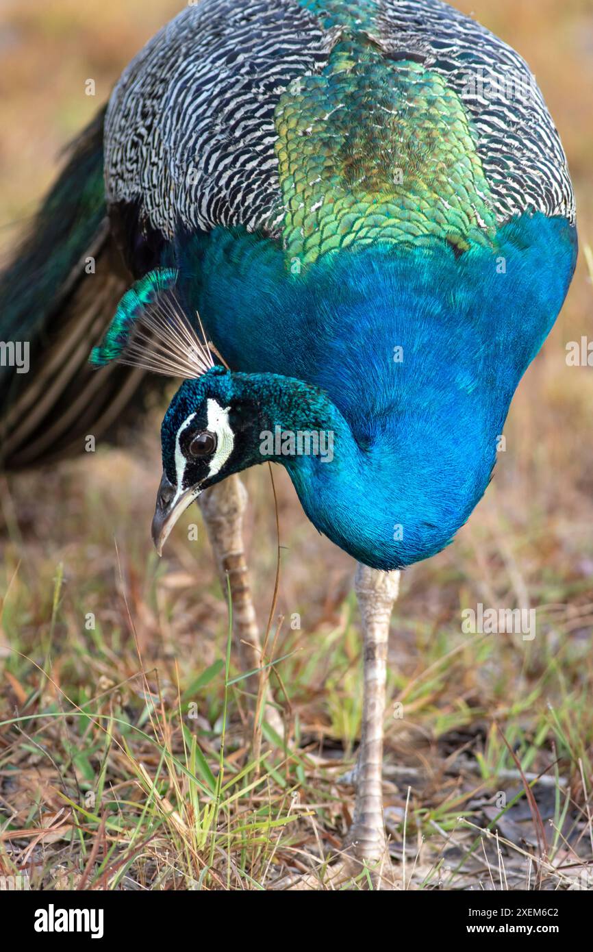 Beautiful feather colours hi-res stock photography and images - Alamy
