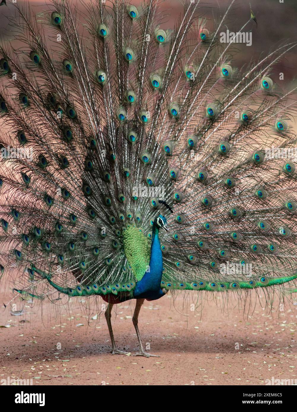 Peacock feet hi-res stock photography and images - Alamy
