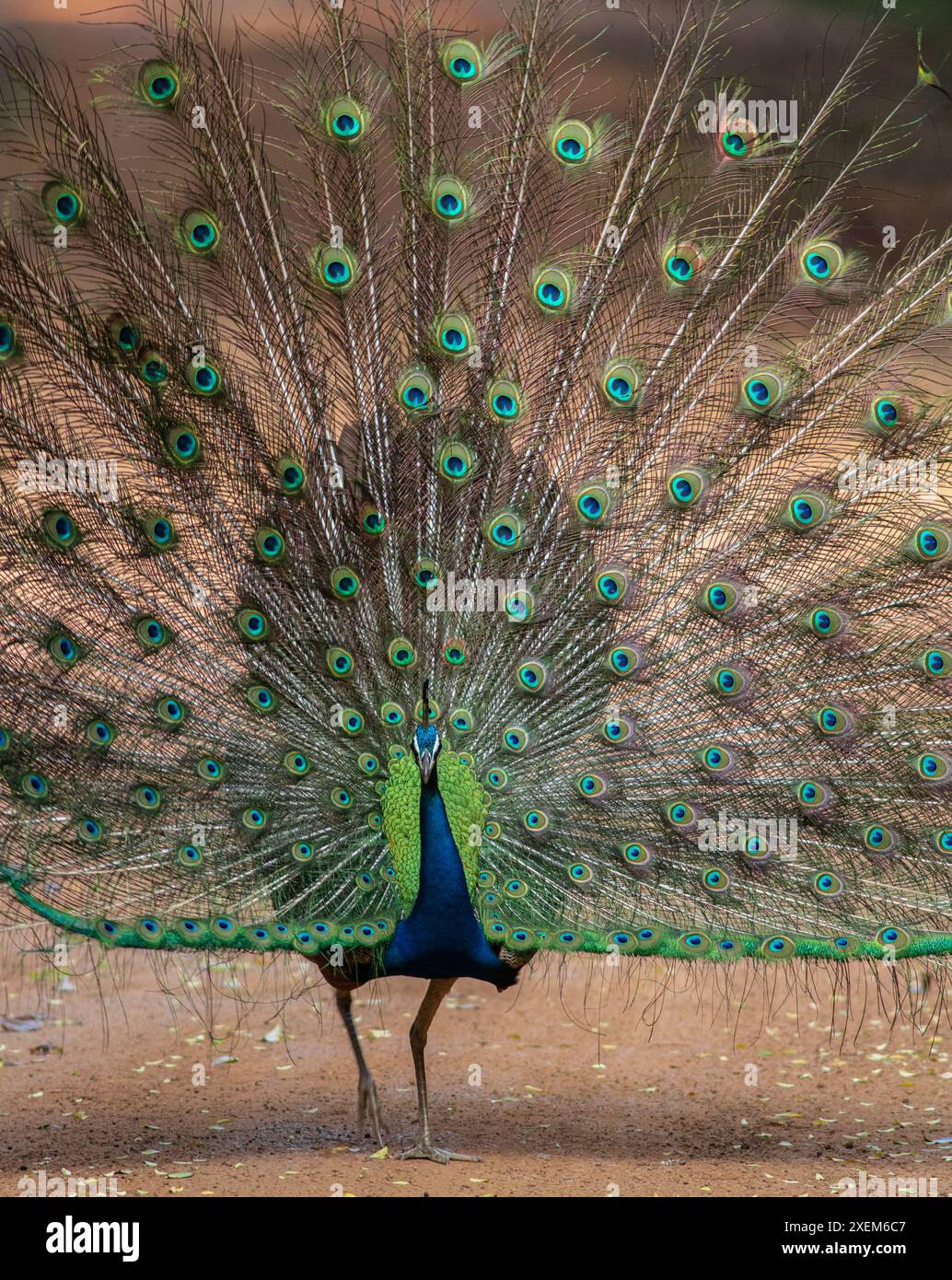 Peacock feet hi-res stock photography and images - Alamy