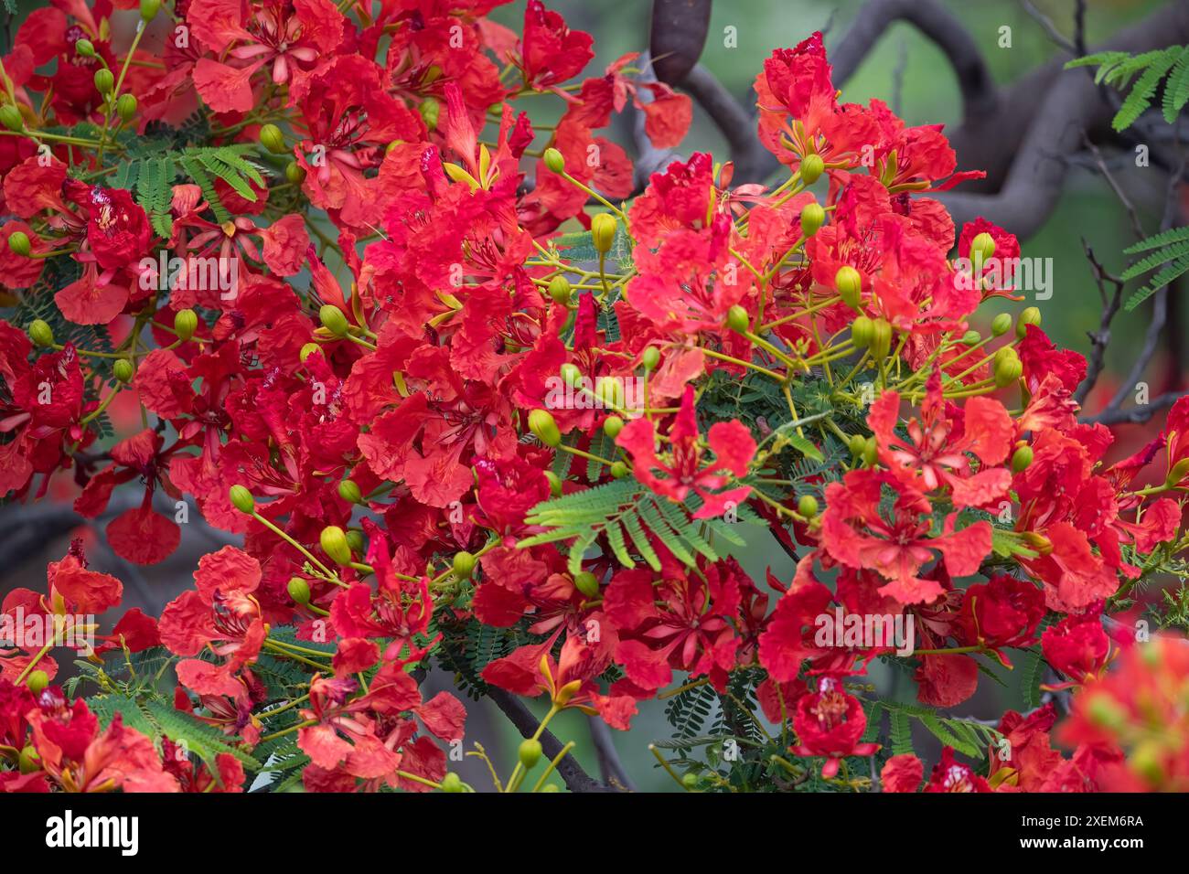 Ful symbol hi-res stock photography and images - Alamy