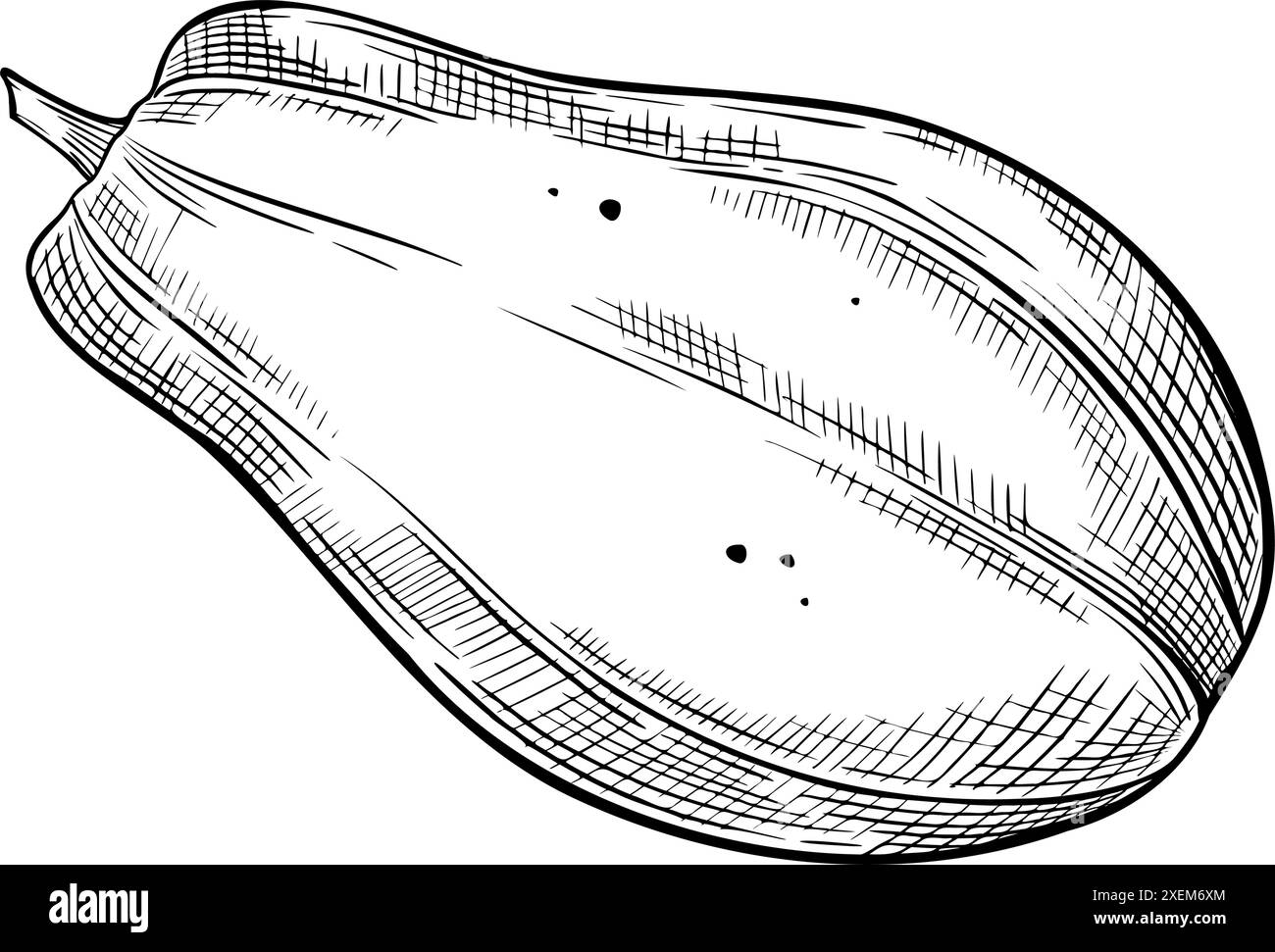 Vector Papaya drawing. Hand drawn illustration of Exotic Tropical Fruit ...