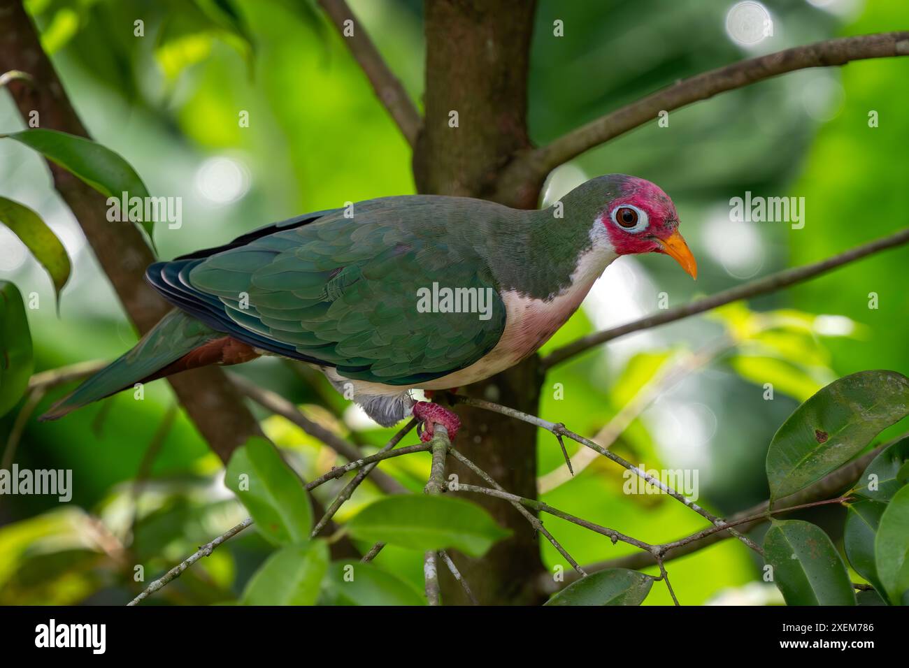 Jambu Fruit Dove - Ptilinopus jambu, beautiful colored fruit dove from ...
