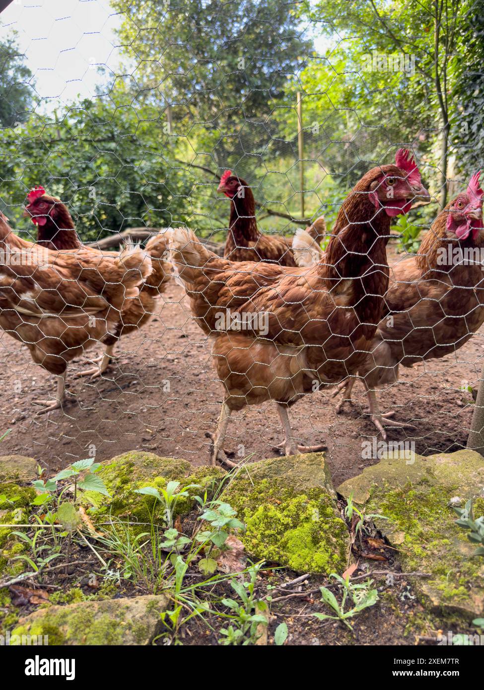 chickens behind the wire mesh of coop on yard of a village house or ...