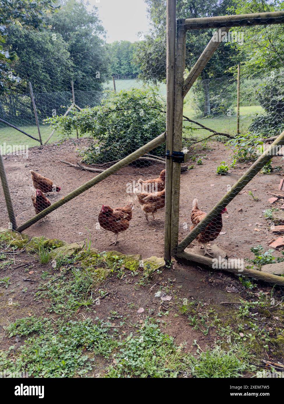 Chickens, Hens in yard of chicken coop at farm or village house ...