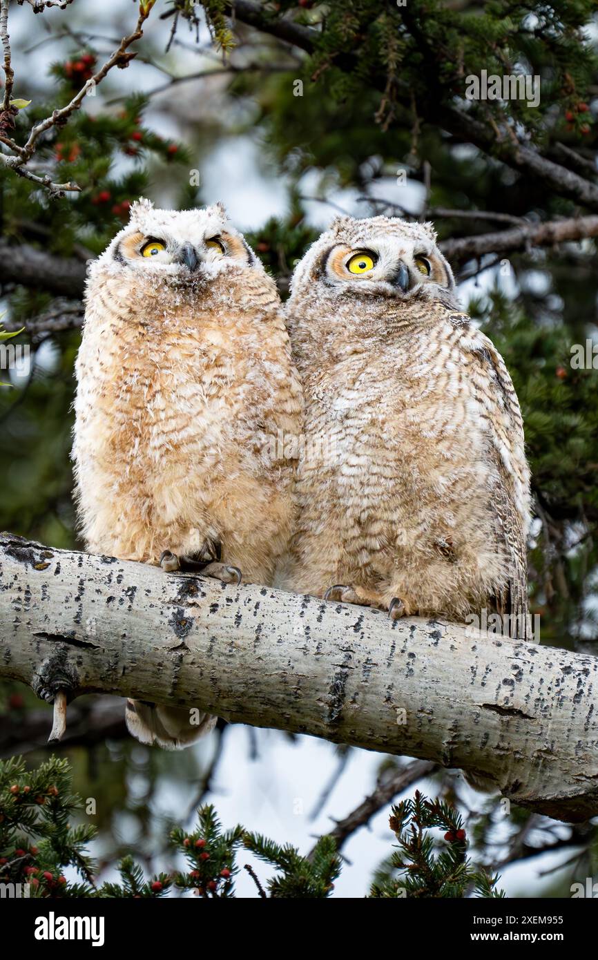 Pair of fledgling Great Horned Owls standing together on a tree branch ...