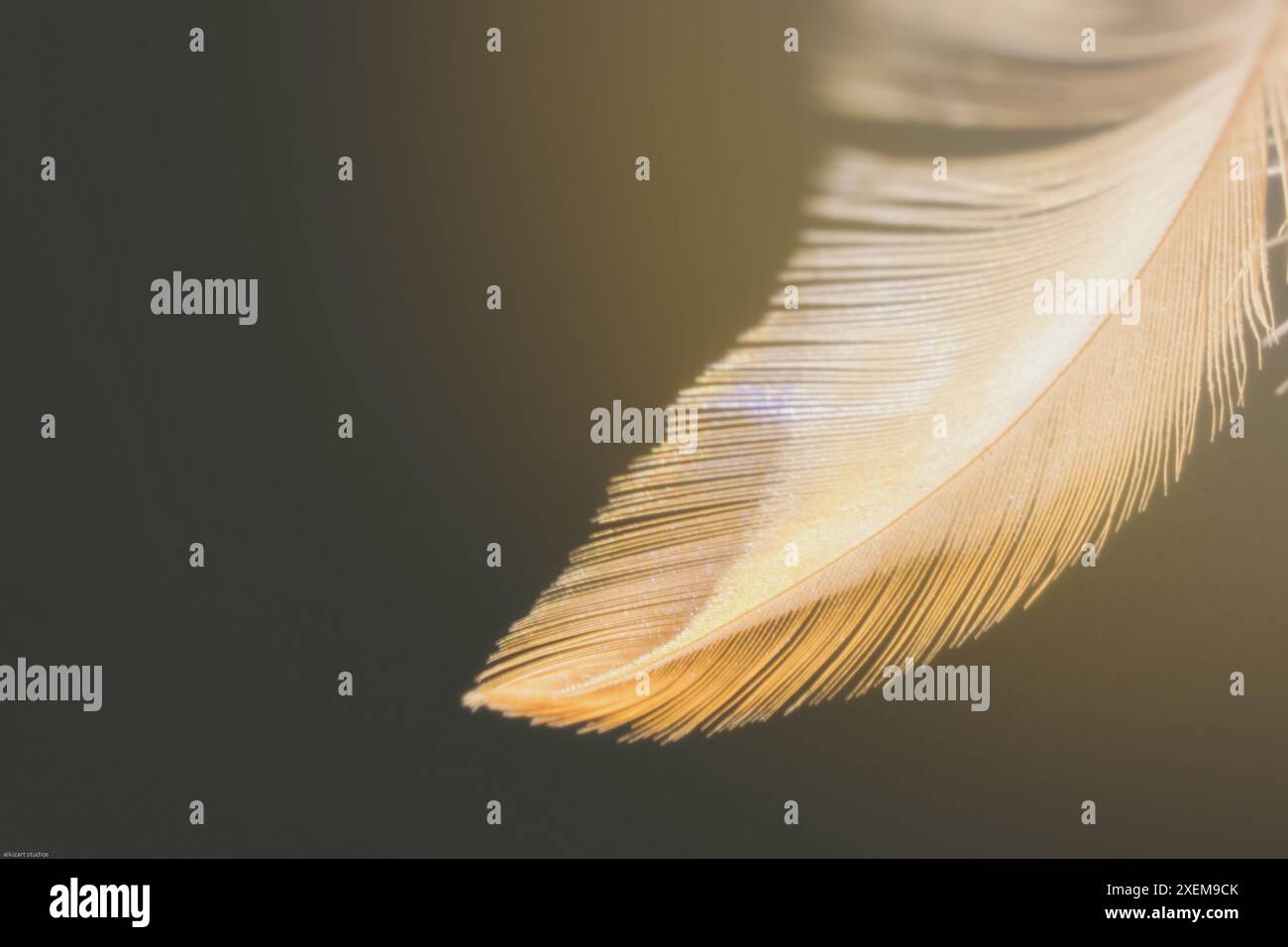 Iramaplumetour hi-res stock photography and images - Alamy