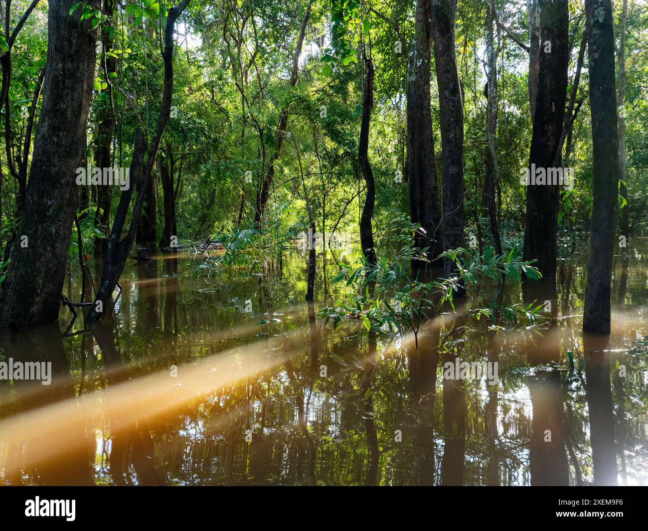 Rio purus hi-res stock photography and images - Alamy