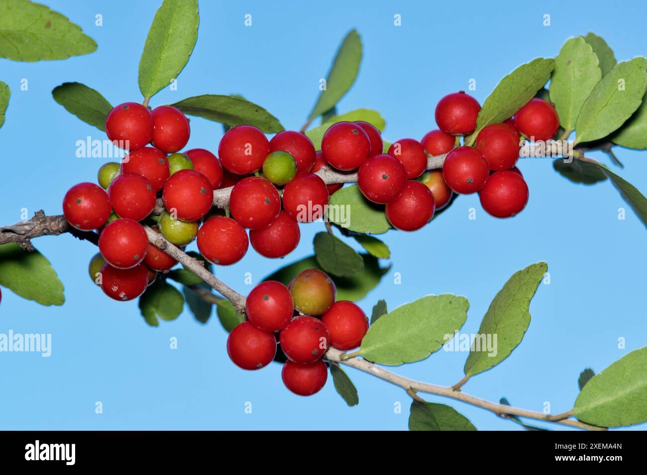 Ripe Yaupon Holly berries Ilex vomitoria branch leaves nature plant ...