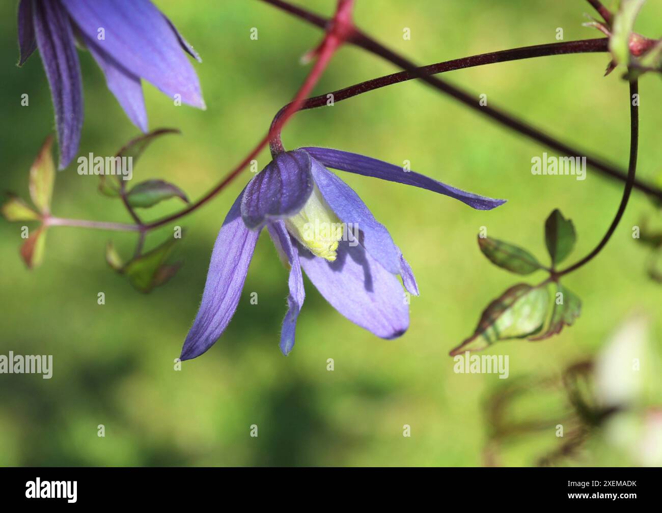 A close up of the blue flower of Clematis 'Alpina' Stock Photo - Alamy