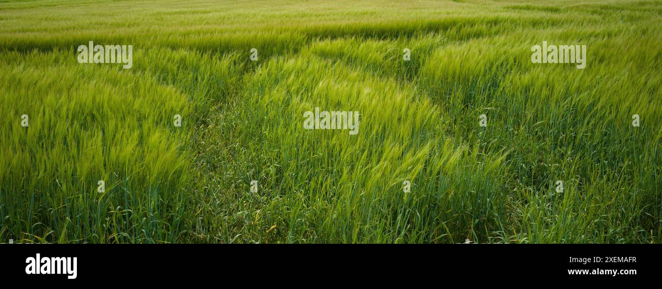 Corn Field near Chapel Porth Wheal Coates St Agnes Stock Photo - Alamy