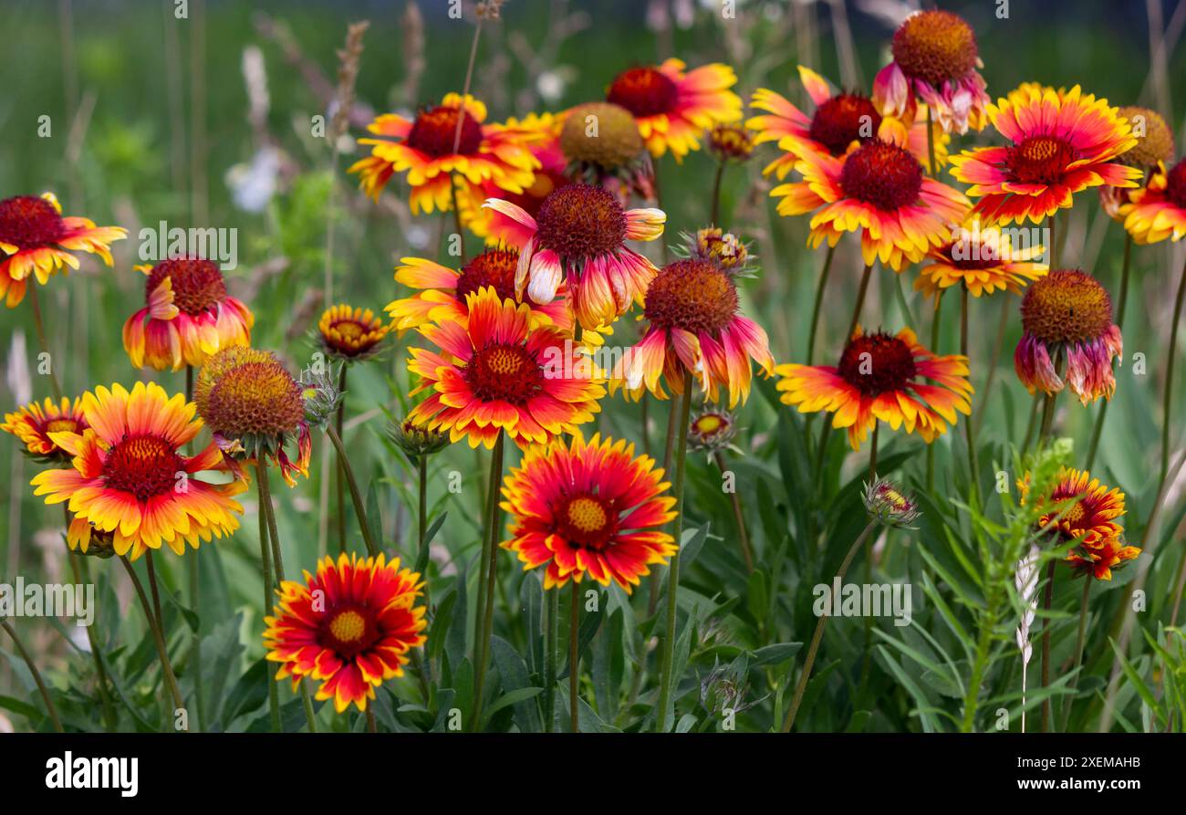 Red flower with a yellow border on a summer day. Gaillardia Stock Photo ...