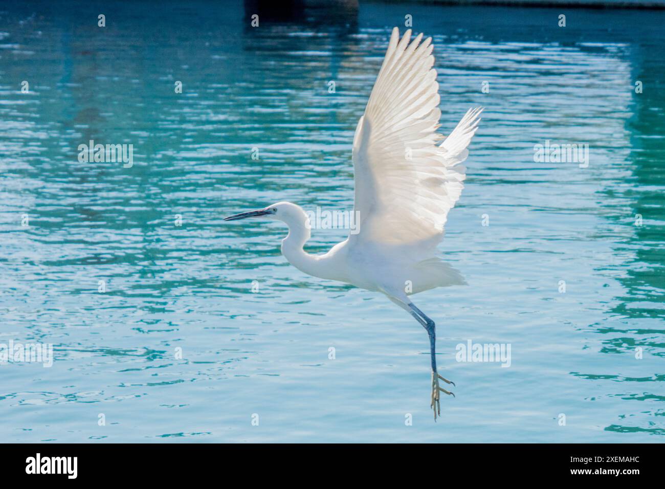Photo great white egret hi-res stock photography and images - Alamy