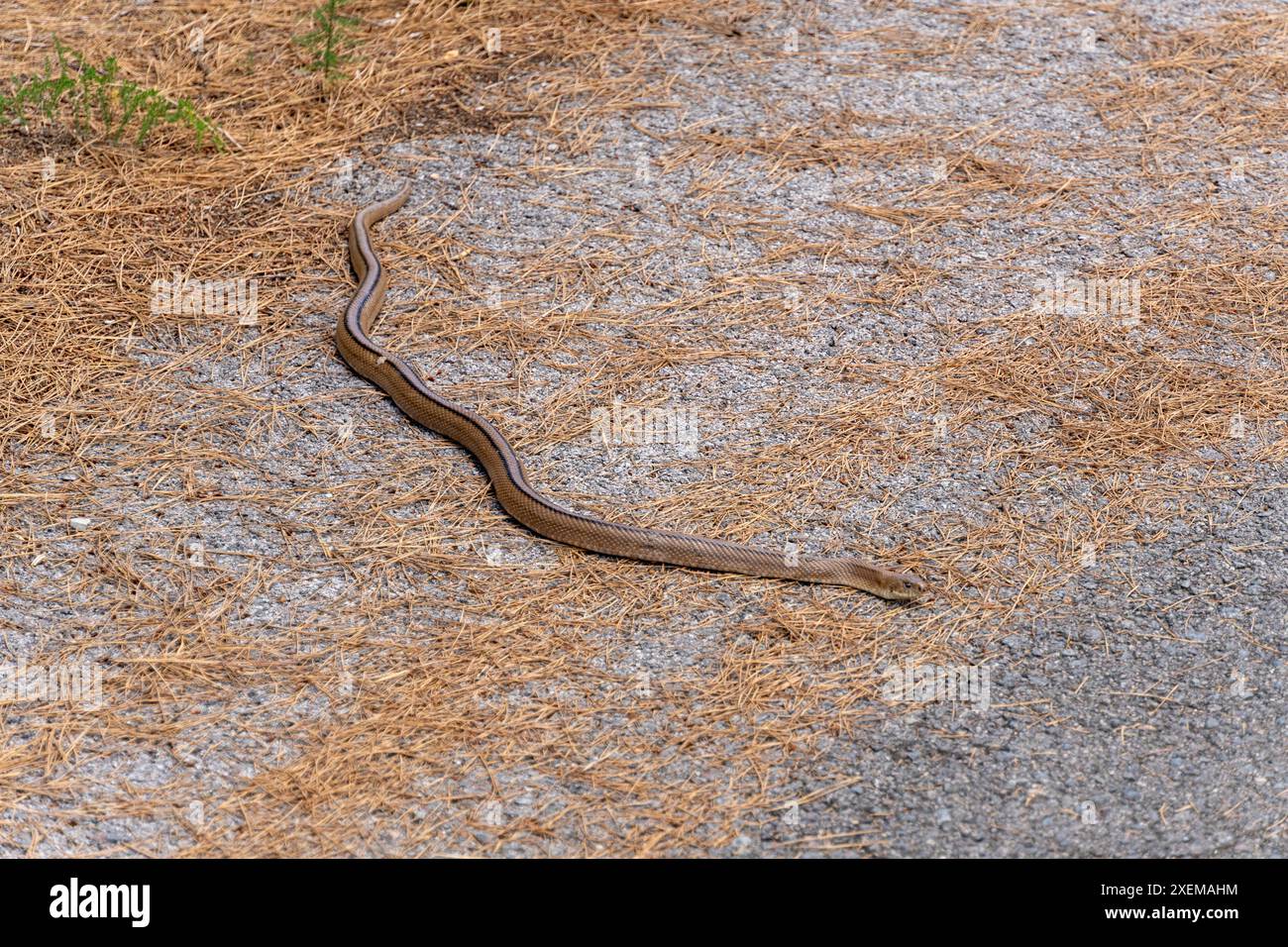Snakes and ladders background hi-res stock photography and images - Alamy
