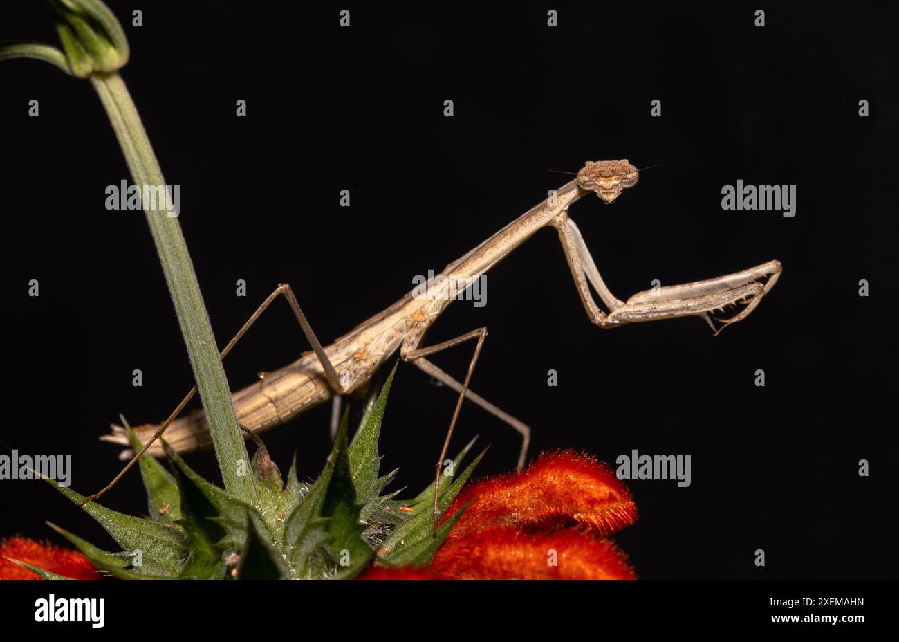 Wingless females robust hi-res stock photography and images - Alamy