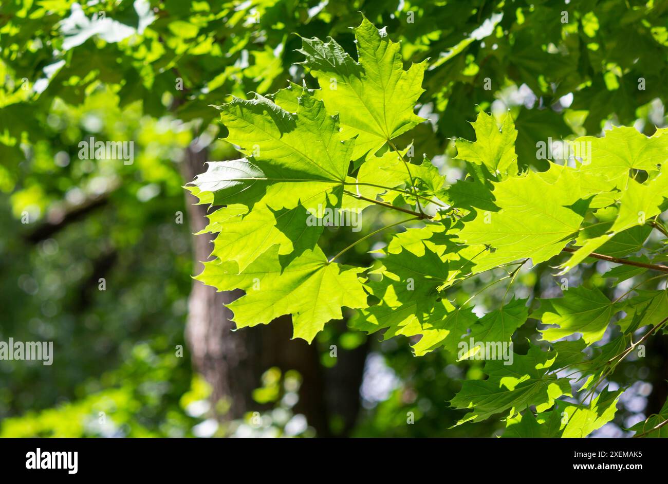 Green nature background with maple leaves Stock Photo - Alamy