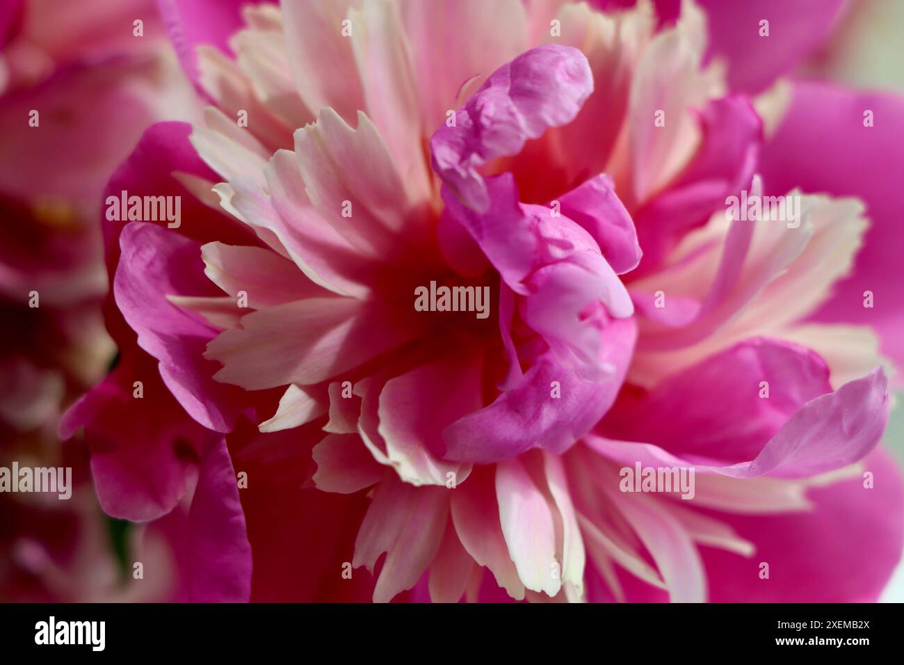 Center of a peony flower Stock Photo - Alamy