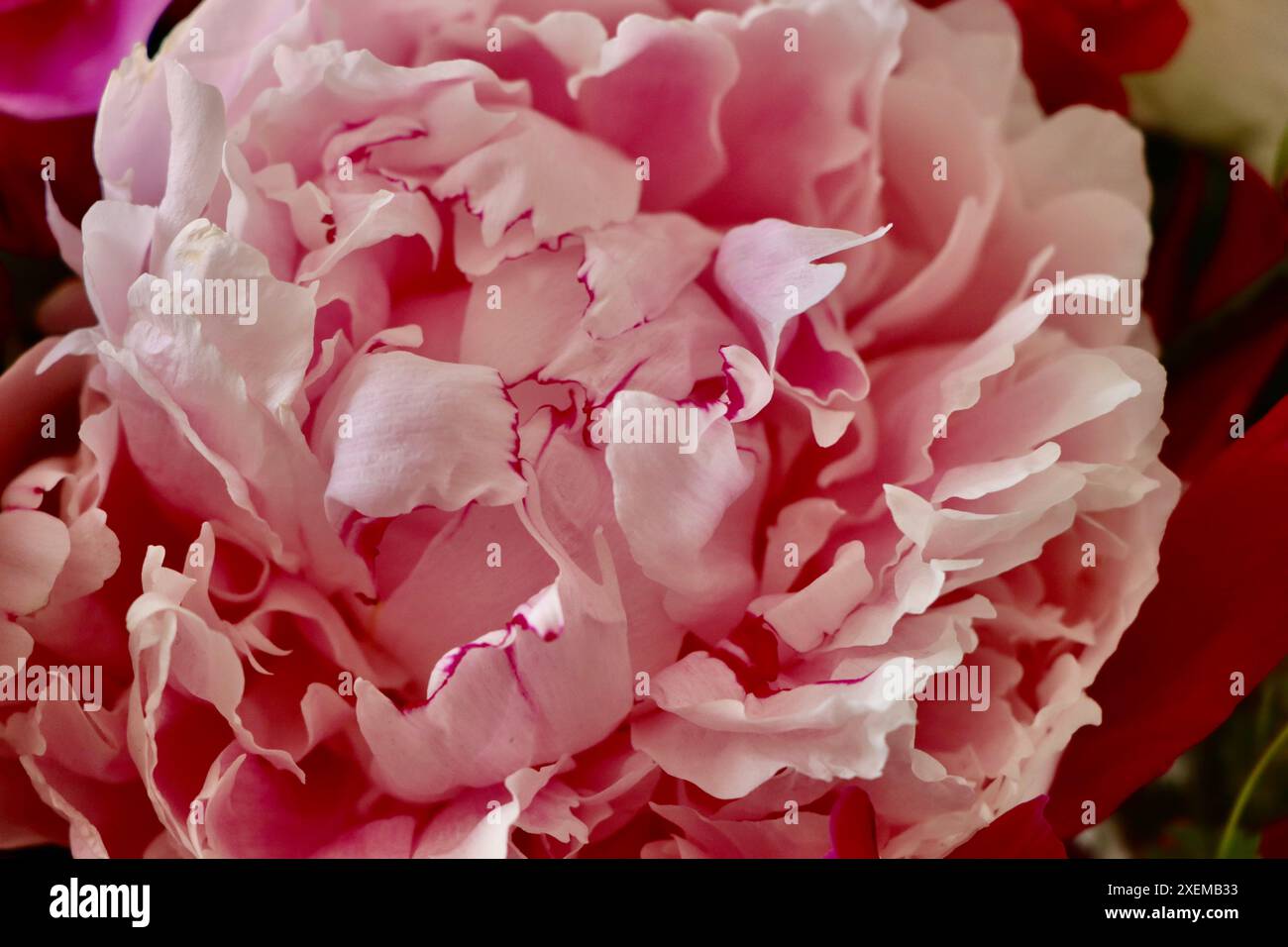Center of a peony flower Stock Photo - Alamy