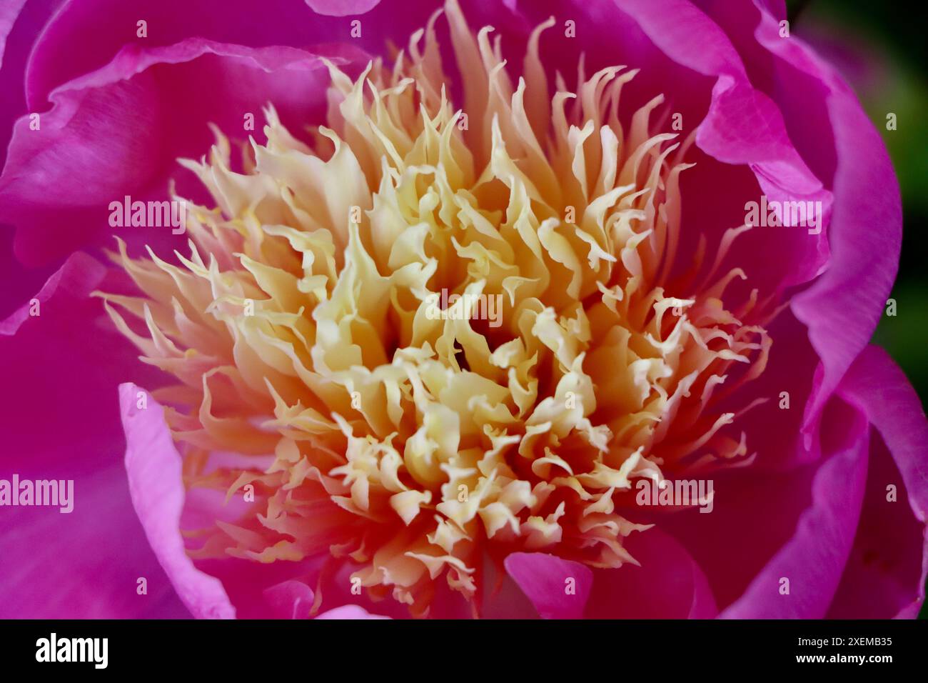 Peony stamens hi-res stock photography and images - Alamy
