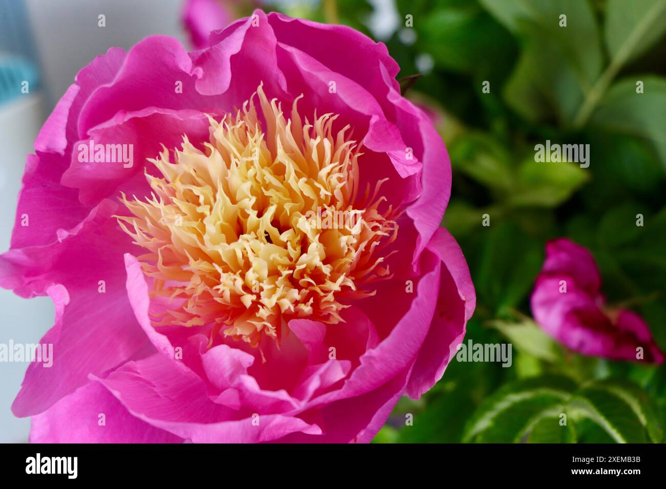 Peony stamens hi-res stock photography and images - Alamy